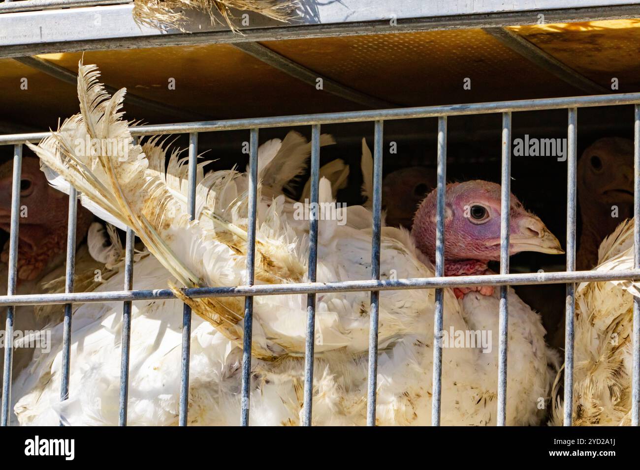 Portrait turkey in cage hi-res stock photography and images - Alamy