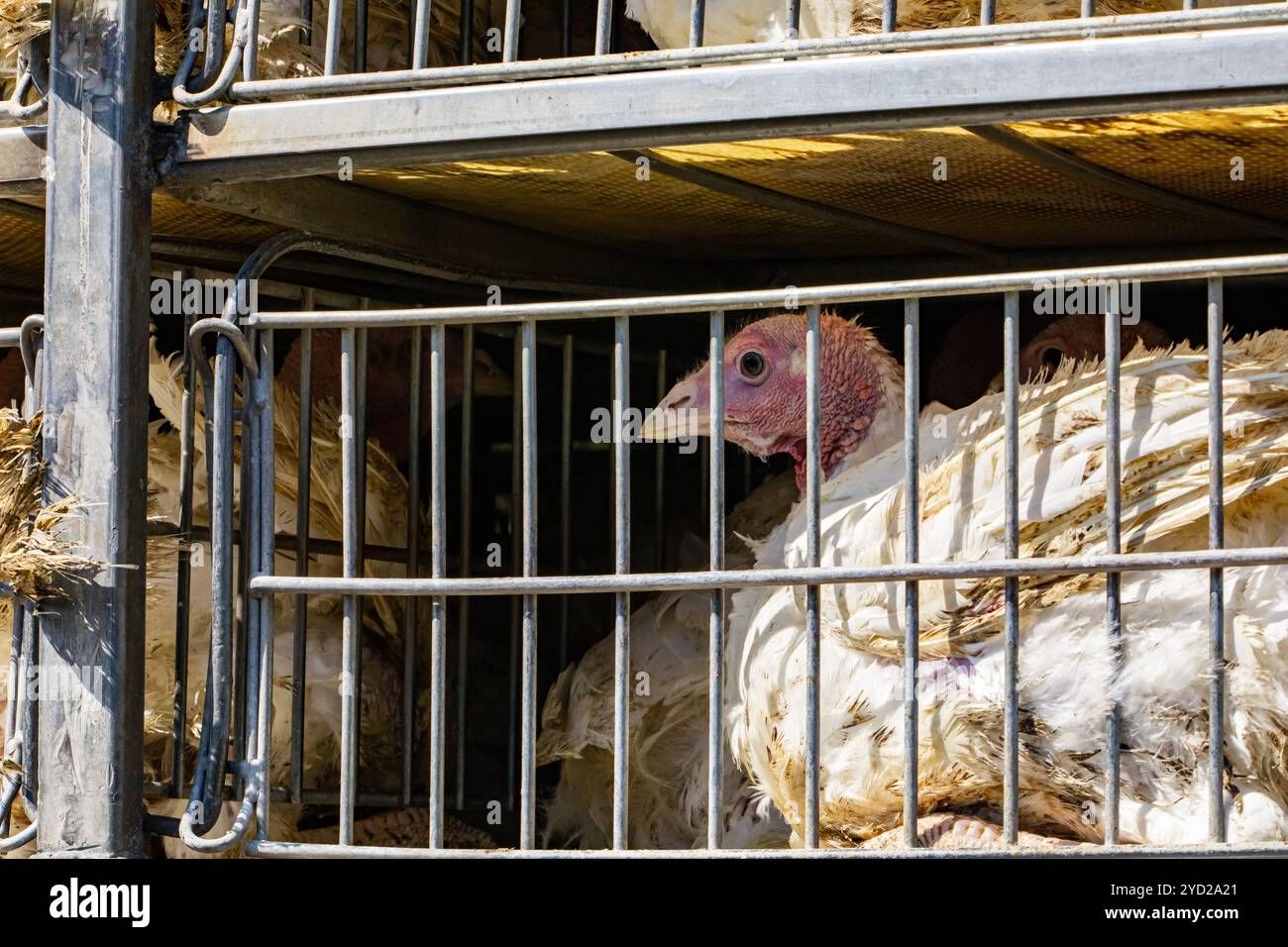Close up on live white turkey in the truck cage Stock Photo - Alamy