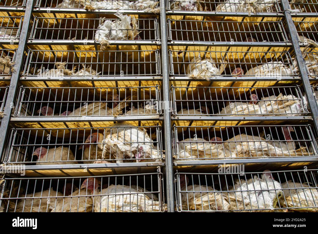 Live white turkeys in the transportation cages Stock Photo - Alamy