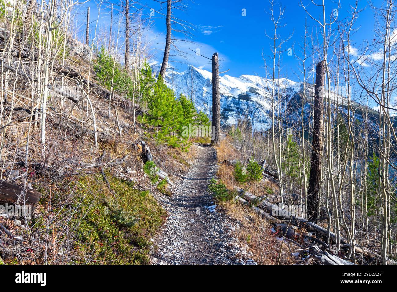 Burnt Trees Vibrant Autumn Colours Snowy Rocky Mountain Peak Rich Blue ...