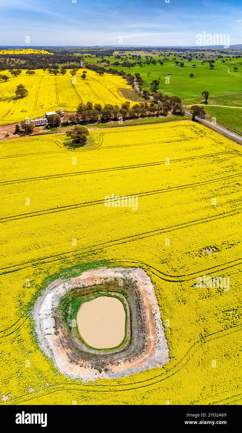 Panoramic aerial views of canola and grazing fields in rural Australia ...