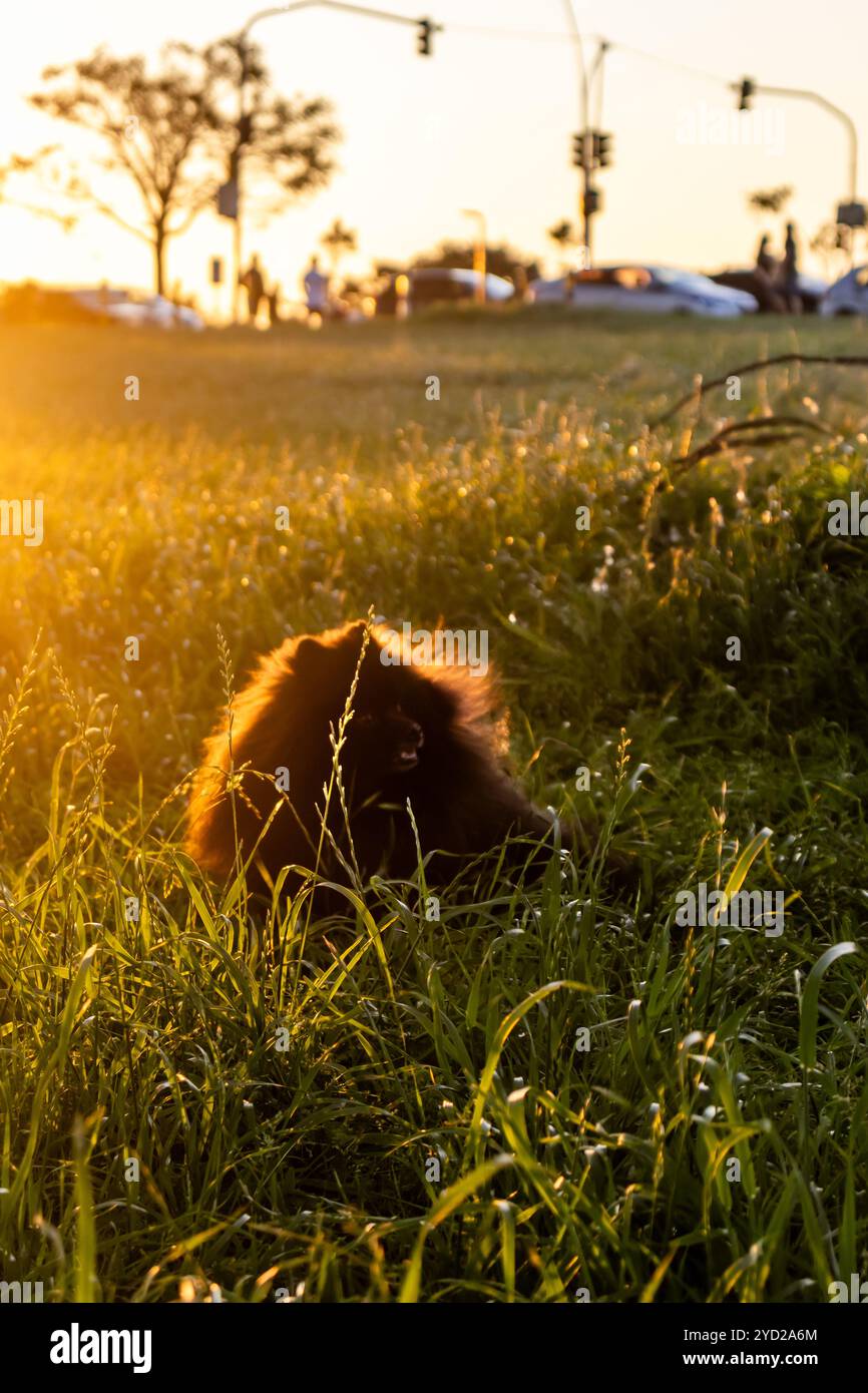 Dog in the grass with a beautiful sunlight background at Brazilian ...