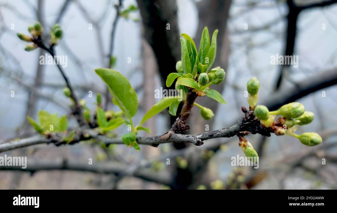 Seasons spring bloom season hi-res stock photography and images - Alamy