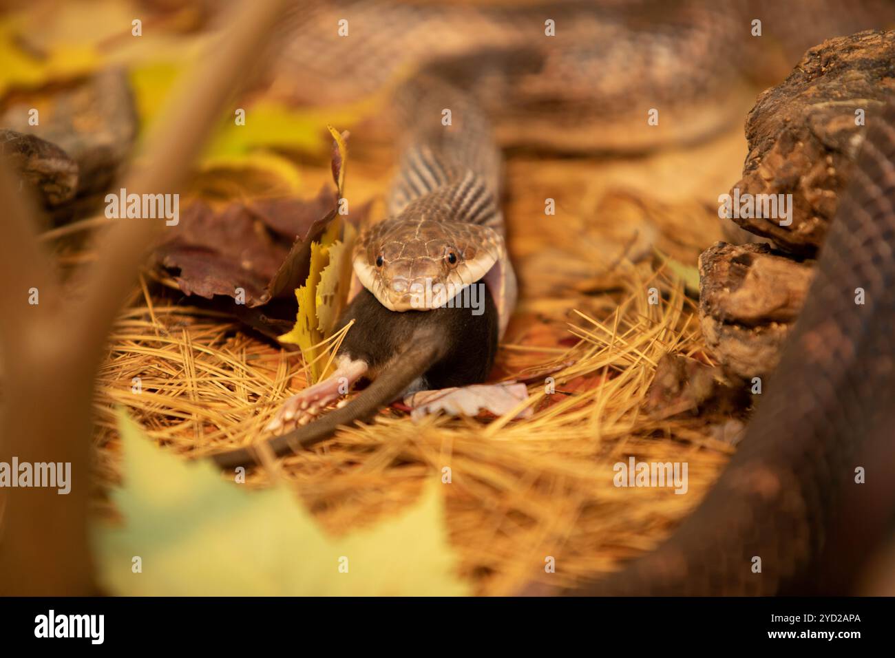 Rat snake trying to devour big grey rat Stock Photo - Alamy