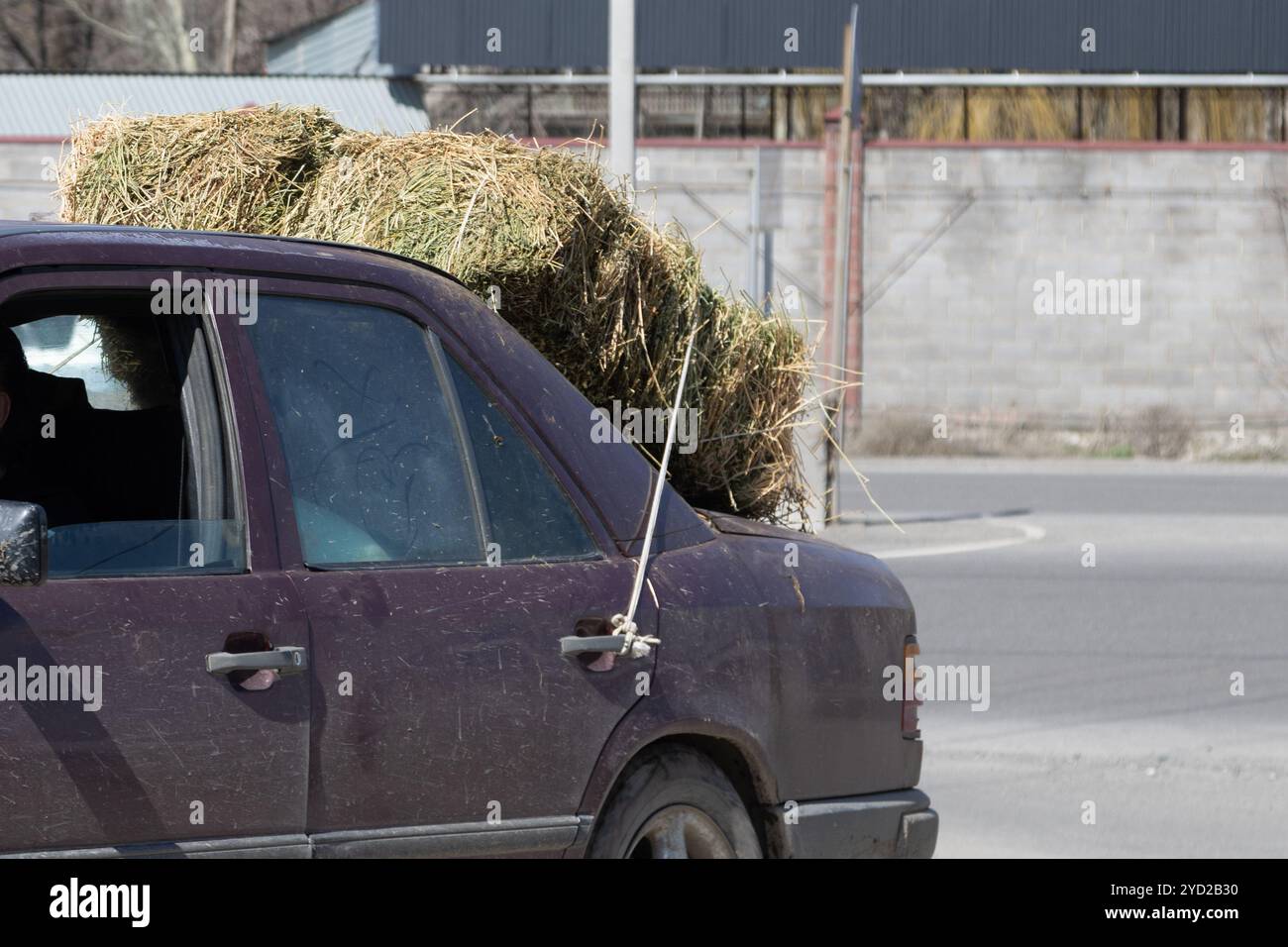 old German luxury sedan car carrying a hay block strapped with a rope ...