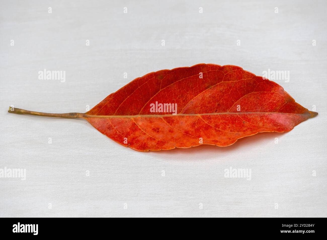 Red olive tree leaves. Texture of fallen, dry leaves from the tree on a ...