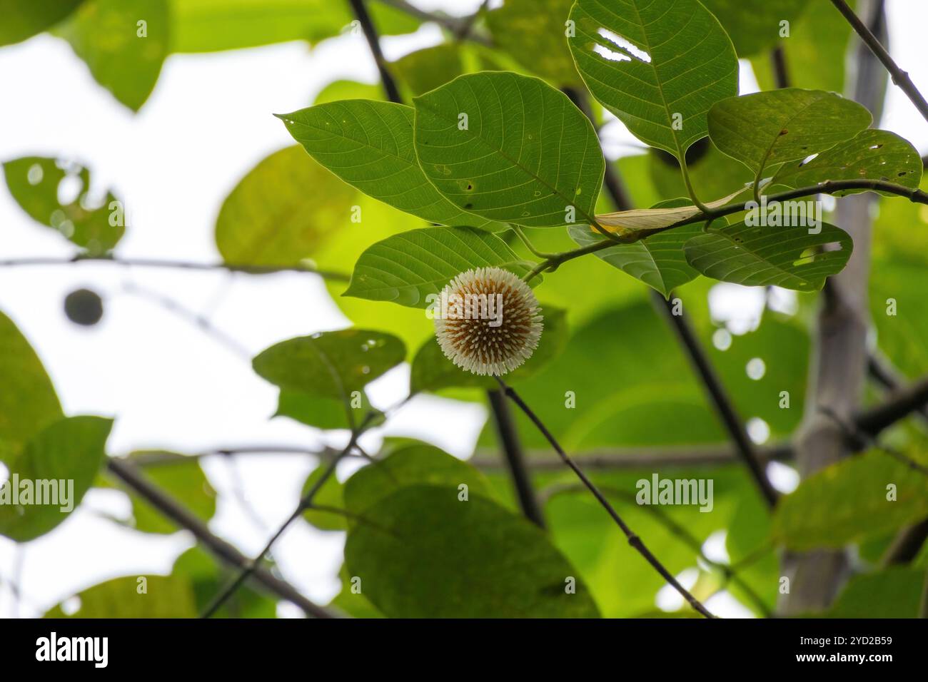 Beautiful burflower (Neolamarckia cadamba), a tropical evergreen tree ...