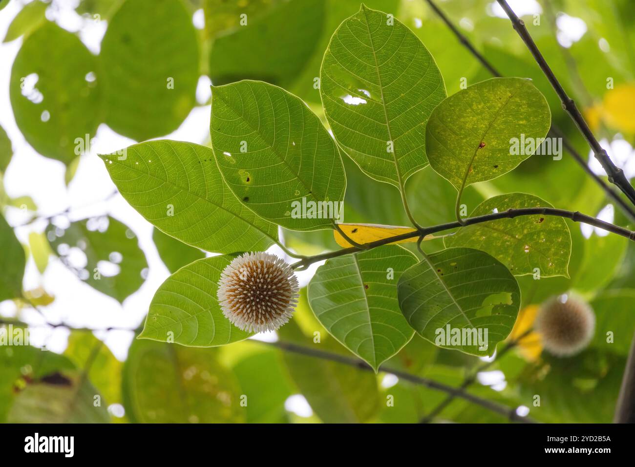 Burflower (Neolamarckia cadamba), a tropical evergreen tree native to ...