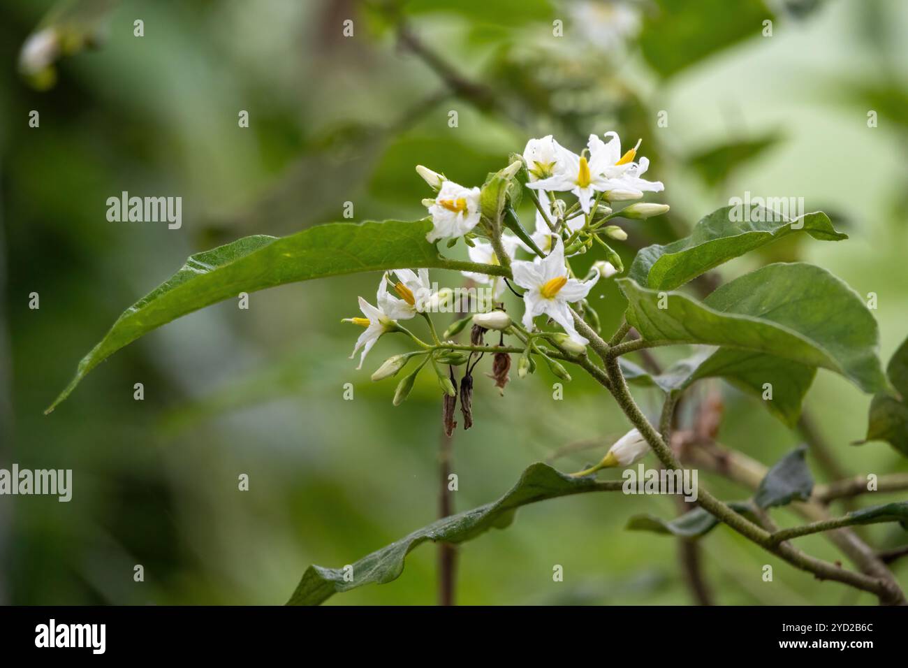 Turkey berry (Solanum torvum) flowers are blooming along the roadside ...