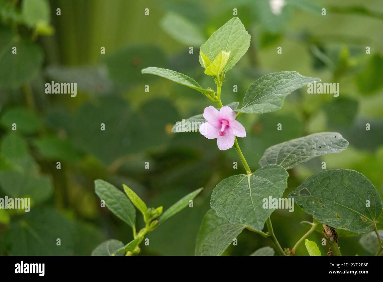 Hibiscus burr hi-res stock photography and images - Alamy