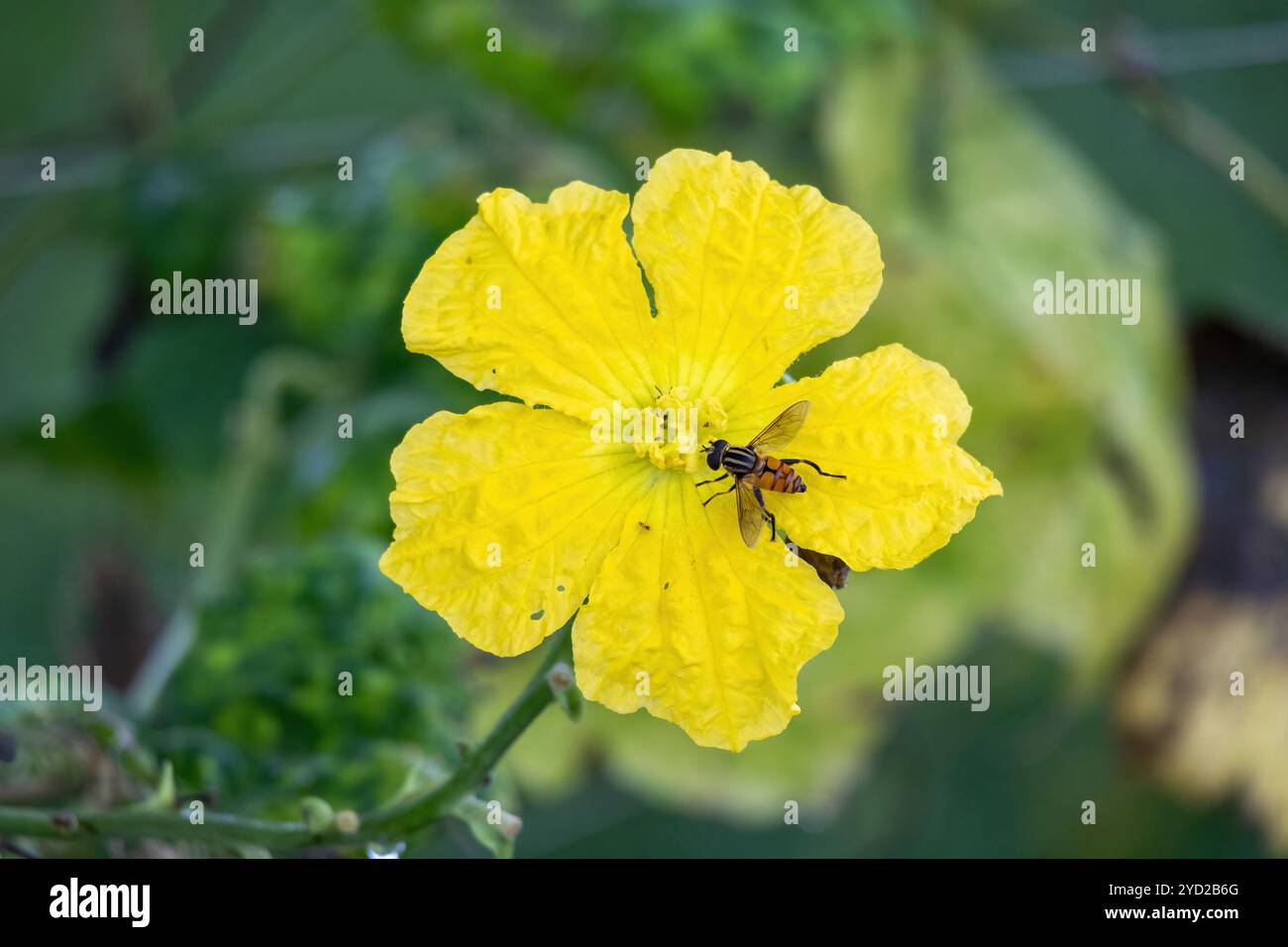 A busy bee gathers pollen from the beautiful yellow flower of a sponge ...