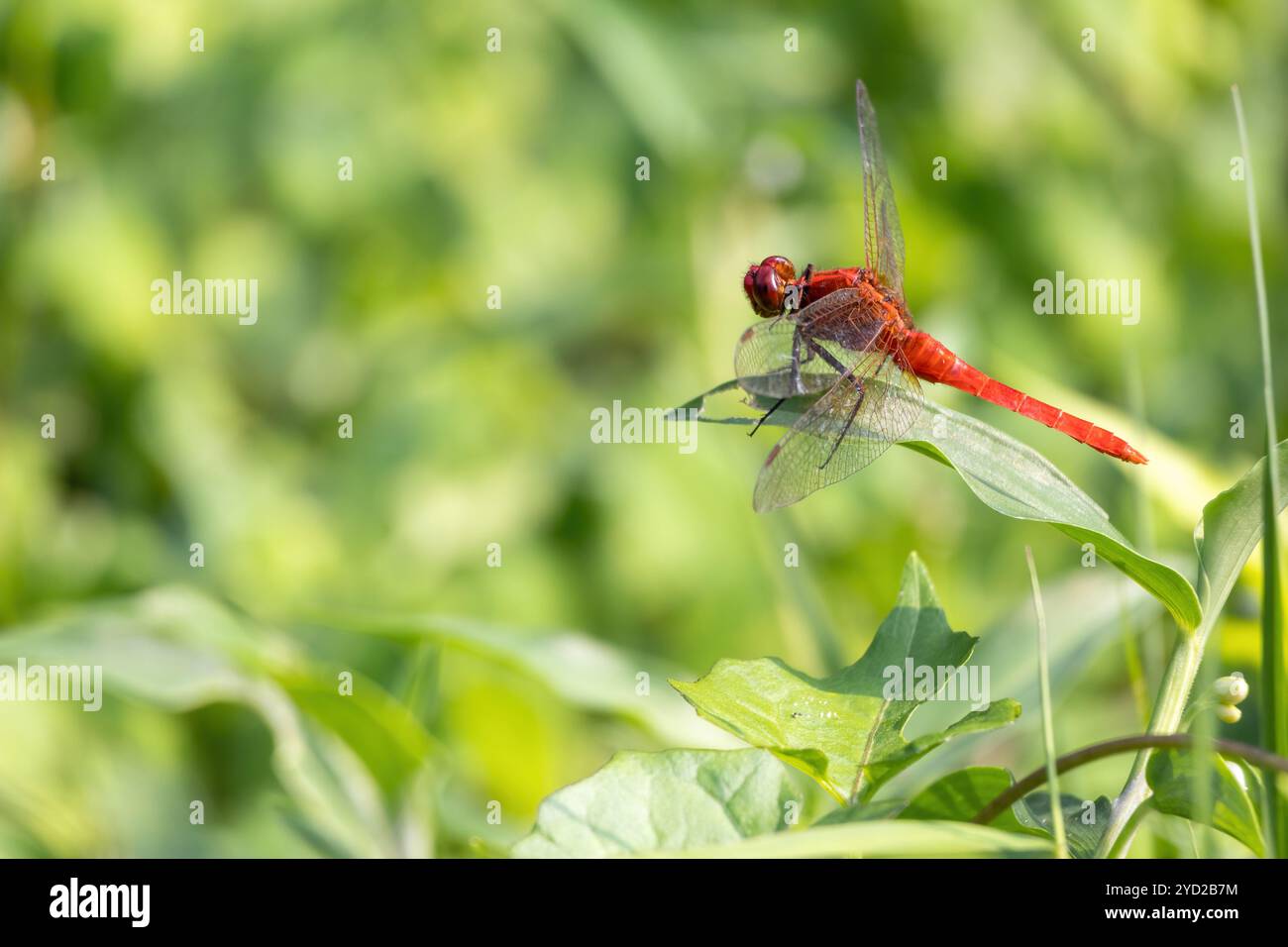 Beautiful dragonfly on green grass hi-res stock photography and images ...