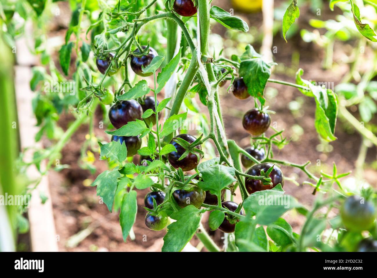 Black tomato fruits growing in a greenhouse Stock Photo - Alamy