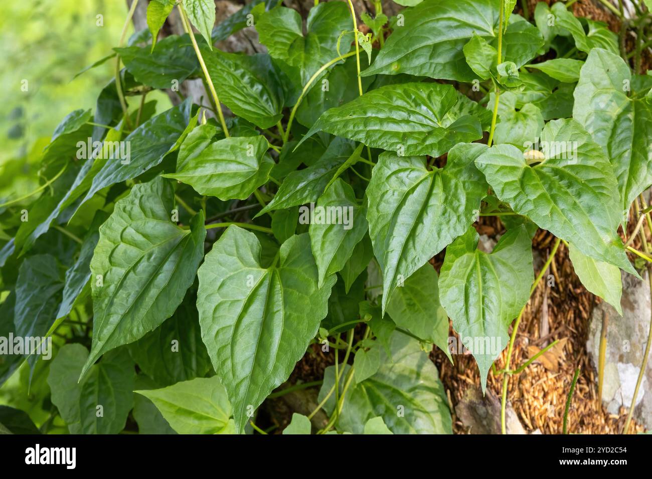 Green leaves of Mikania micrantha, also known as bitter vine, climbing ...