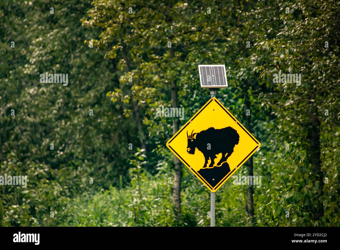 Goat crossing hi-res stock photography and images - Alamy