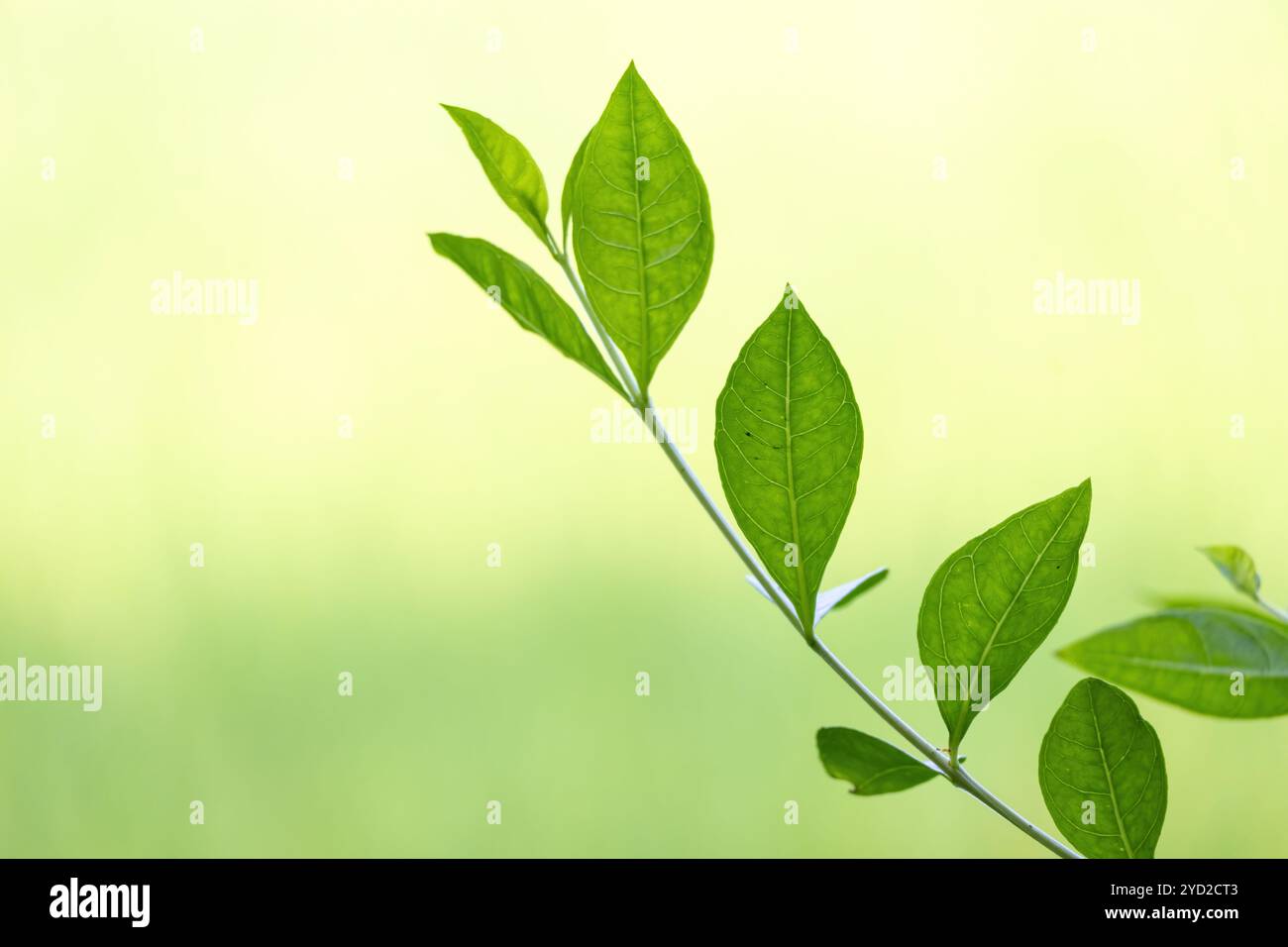 Close-up of green henna tree leaves on a blurred background. Its ...