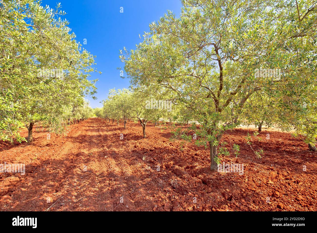 Olive tree on red soil hi-res stock photography and images - Alamy