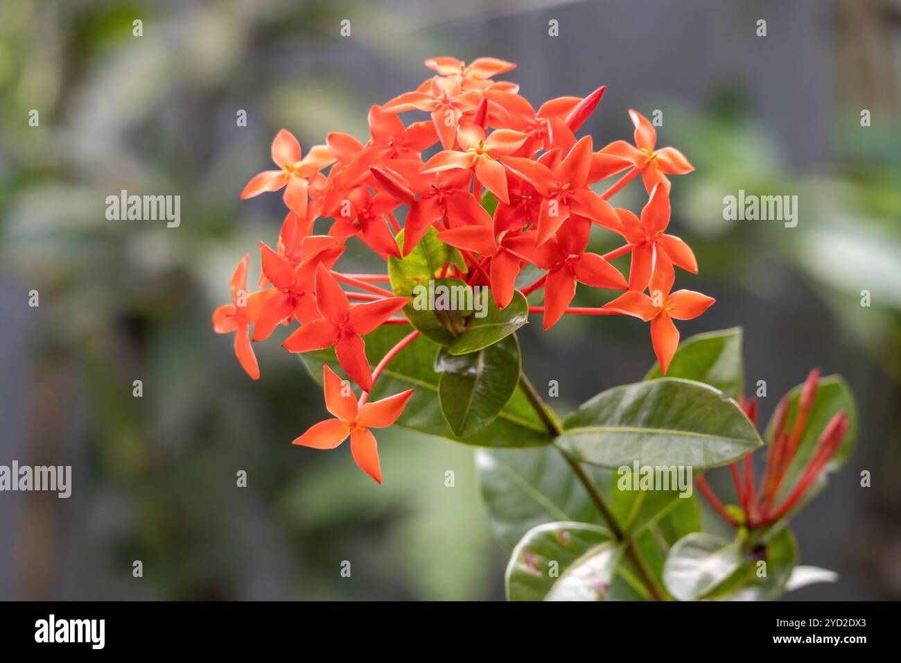 Beautiful red jungle geranium (Ixora coccinea) flower blooming in the ...