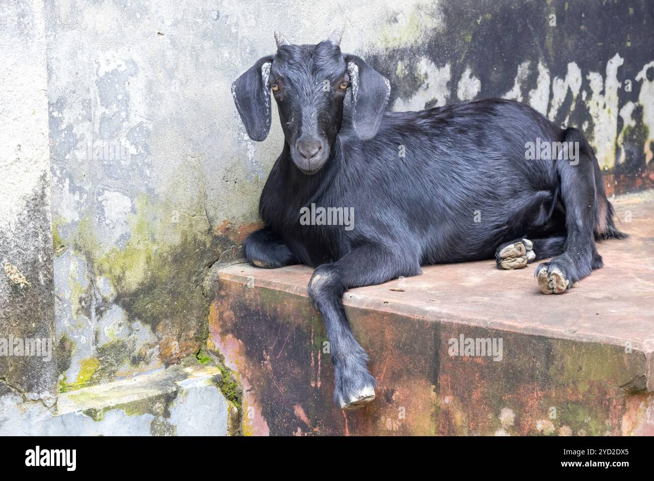 A black Bengal goat sits on the concrete floor, looking at the camera ...