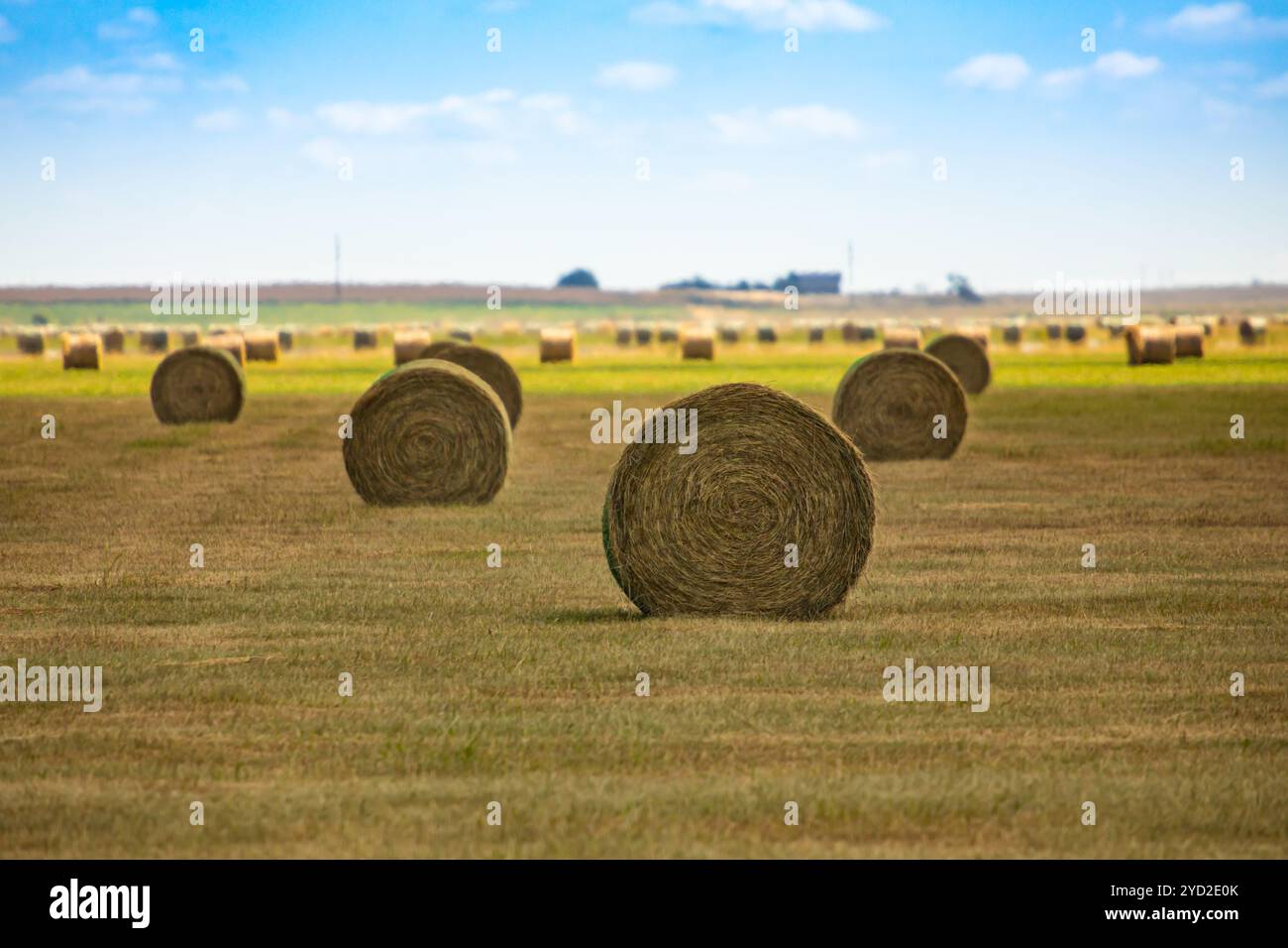 Golden bales of hay in country field Stock Photo - Alamy