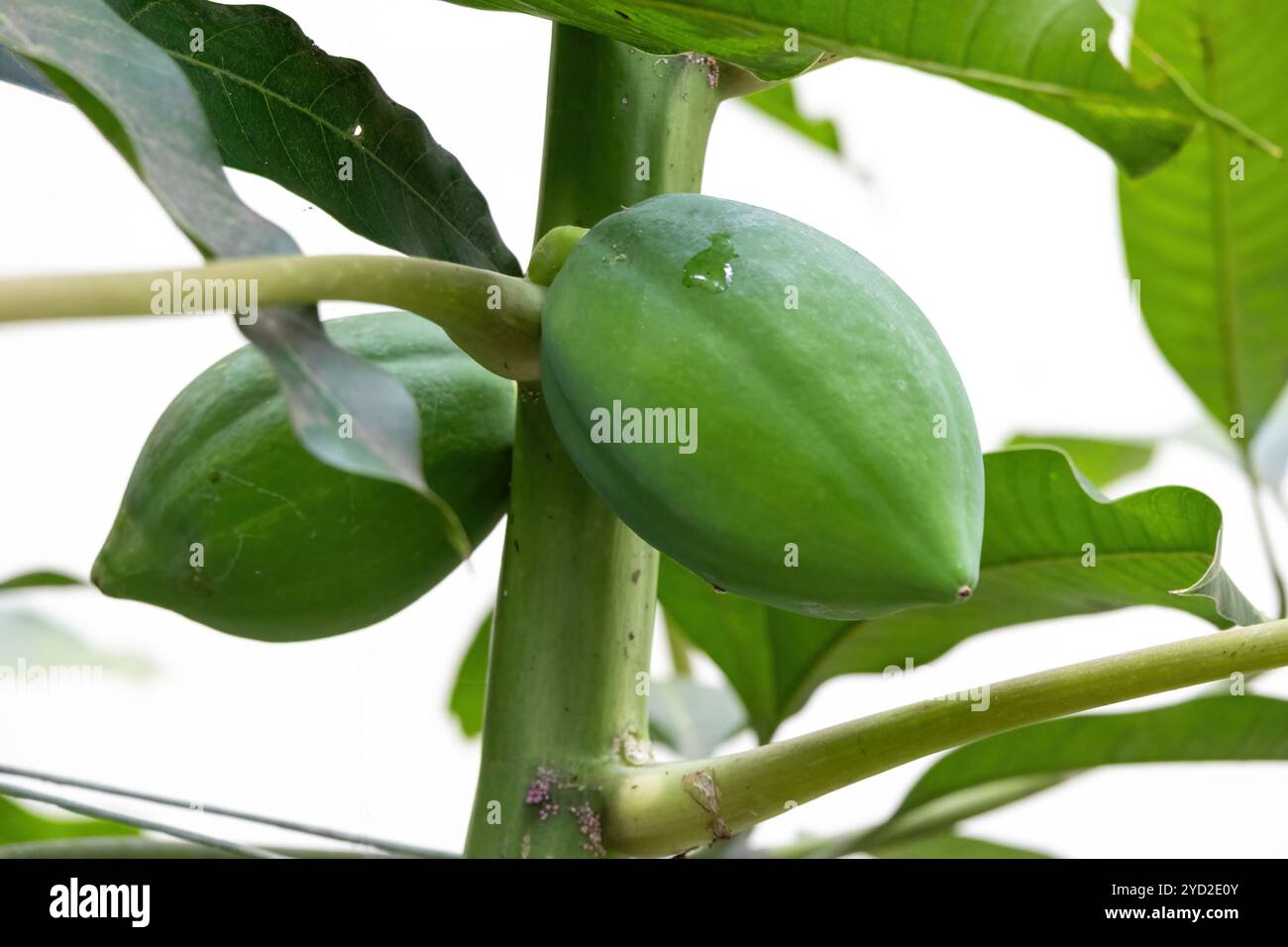 Close-up of papaya fruit on tree in the garden. Its scientific name is ...