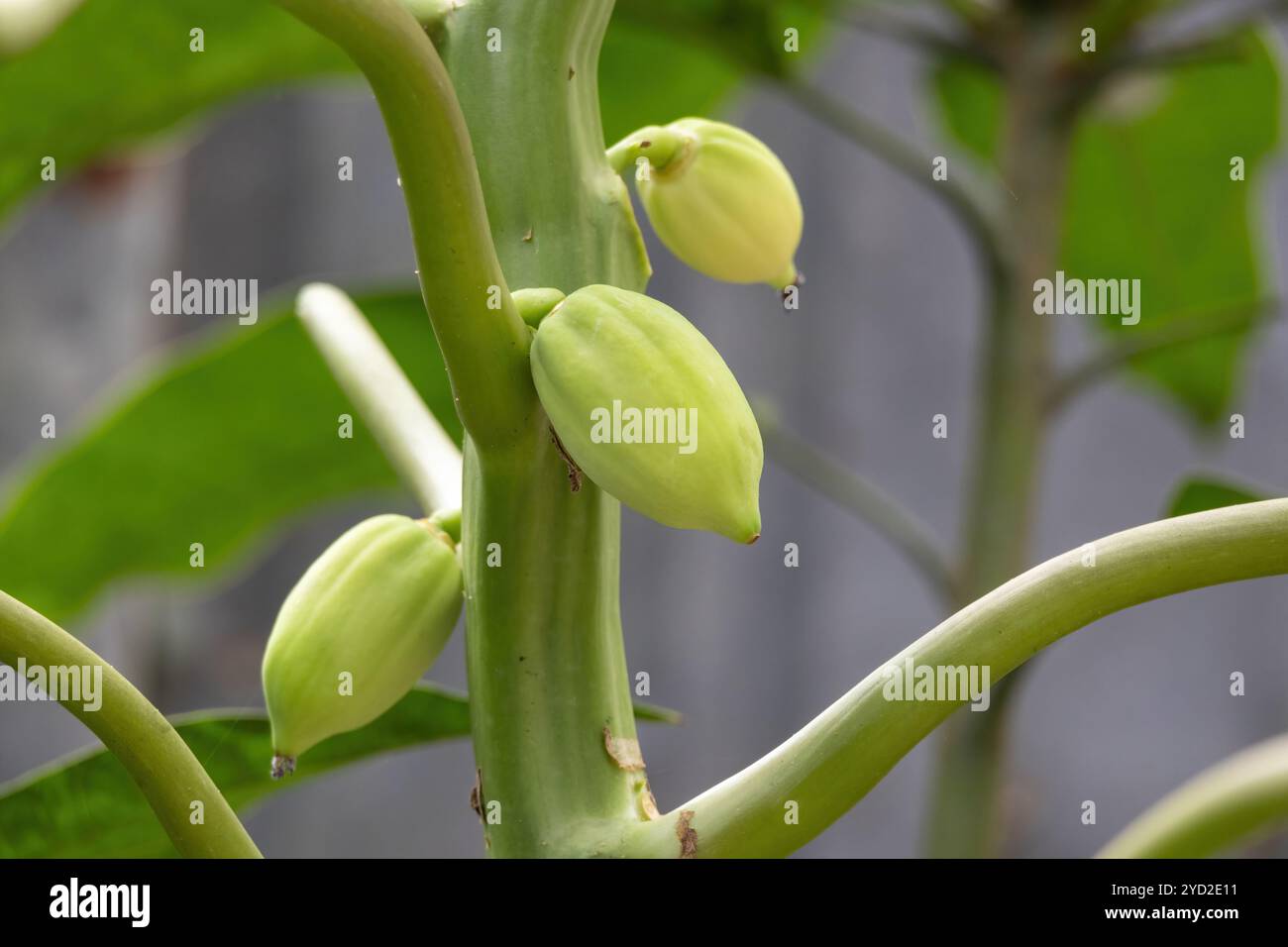 Close-up of young grown papaya fruit on tree in the garden. Its ...
