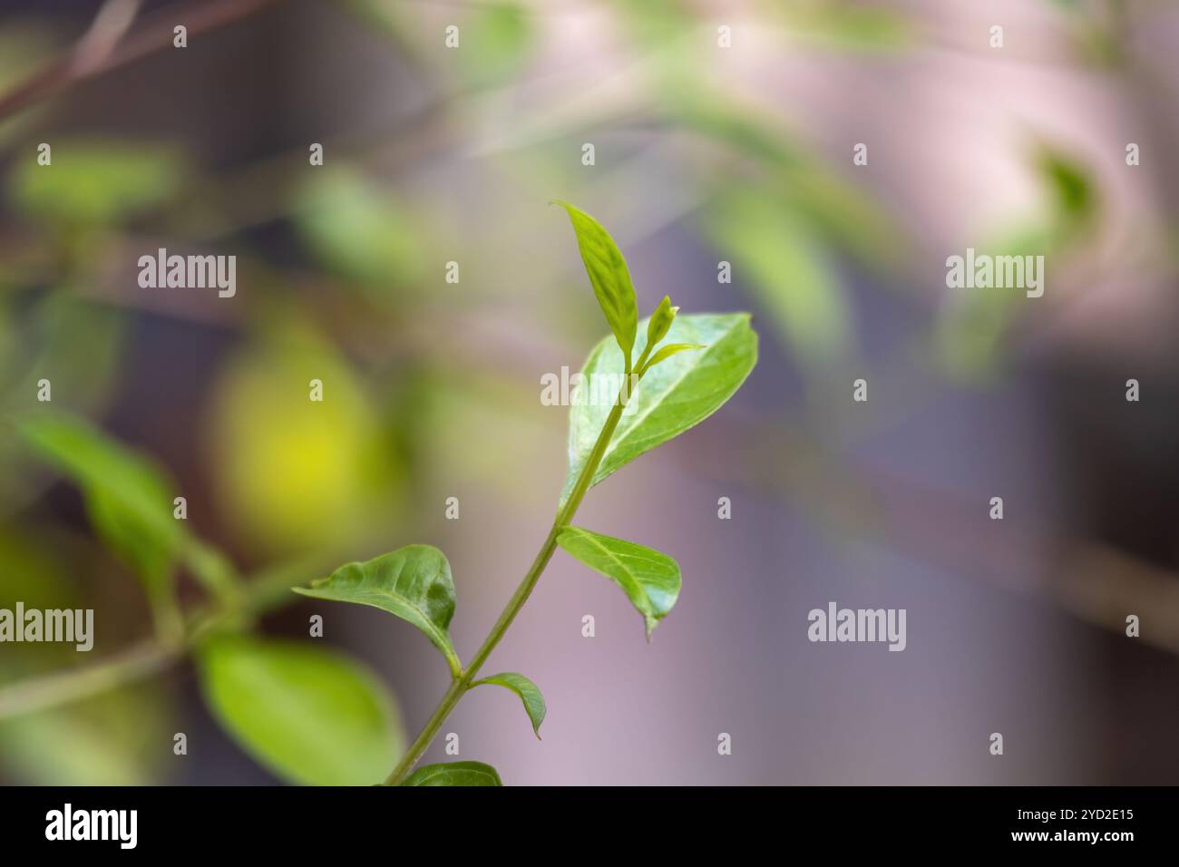 Henna tree young green leaf closeup. Its scientific name is Lawsonia ...