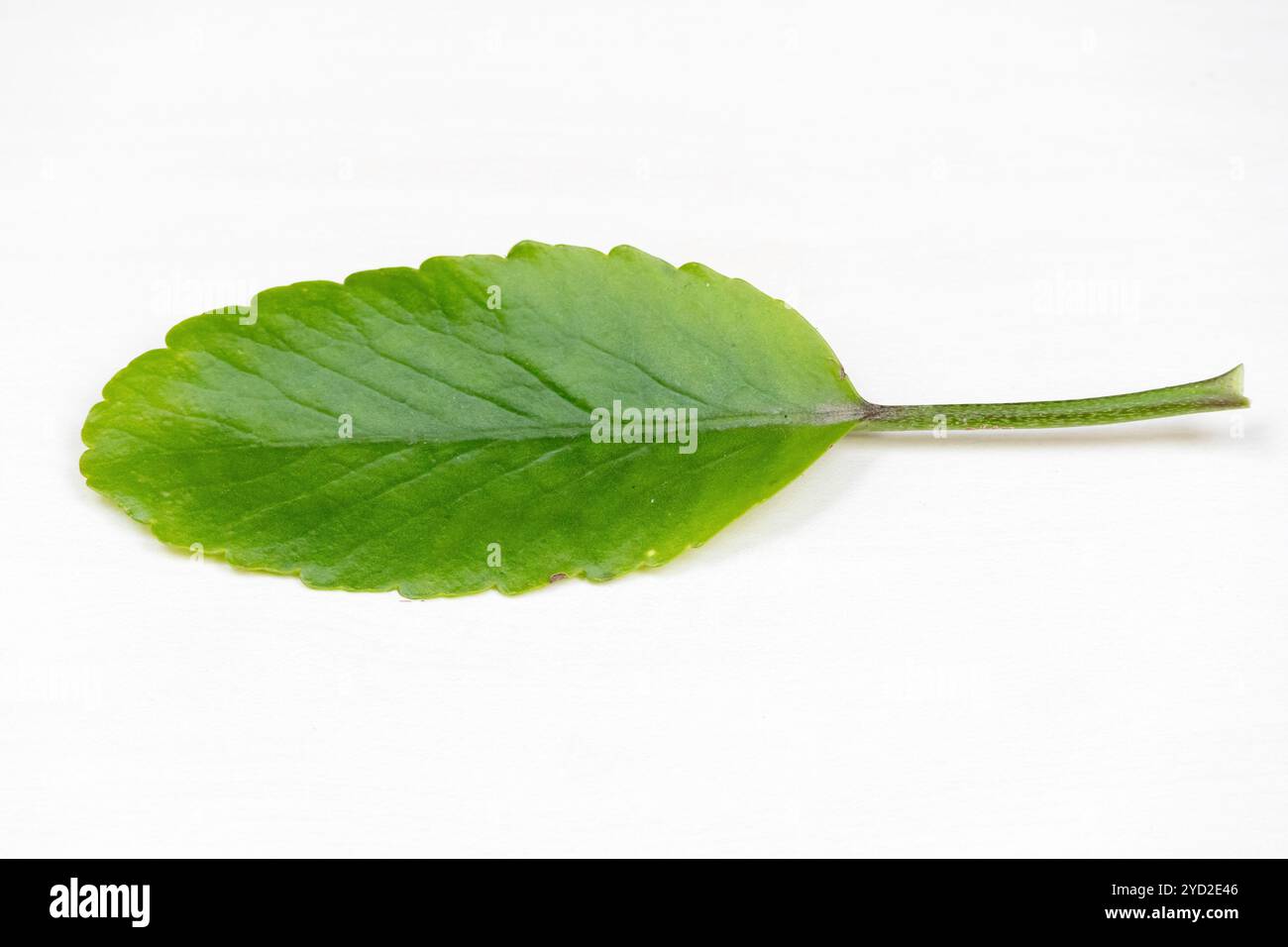 Green leaf of Kalanchoe pinnata plant, also known as cathedral bells ...