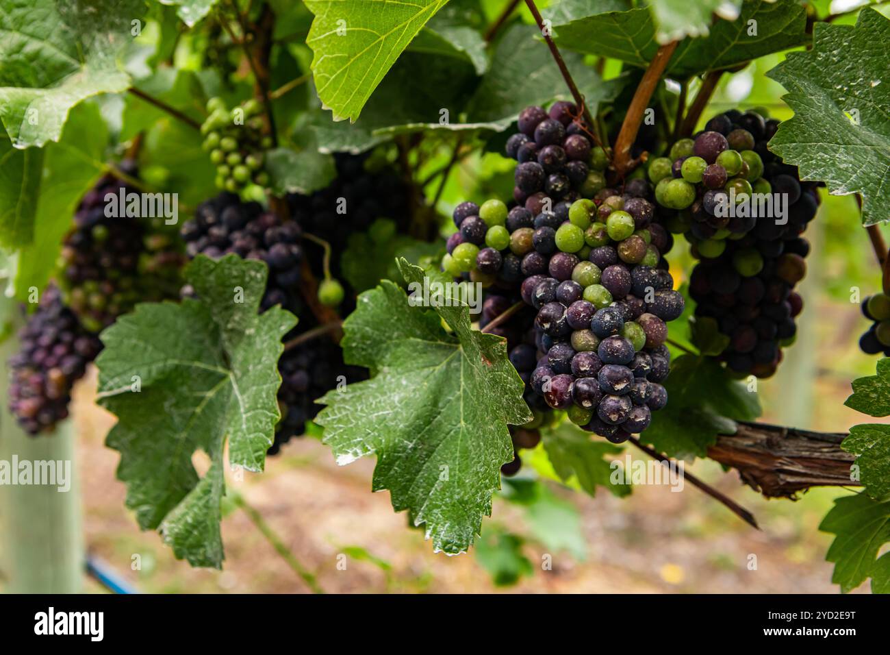 Close up fresh fruits hi-res stock photography and images - Alamy