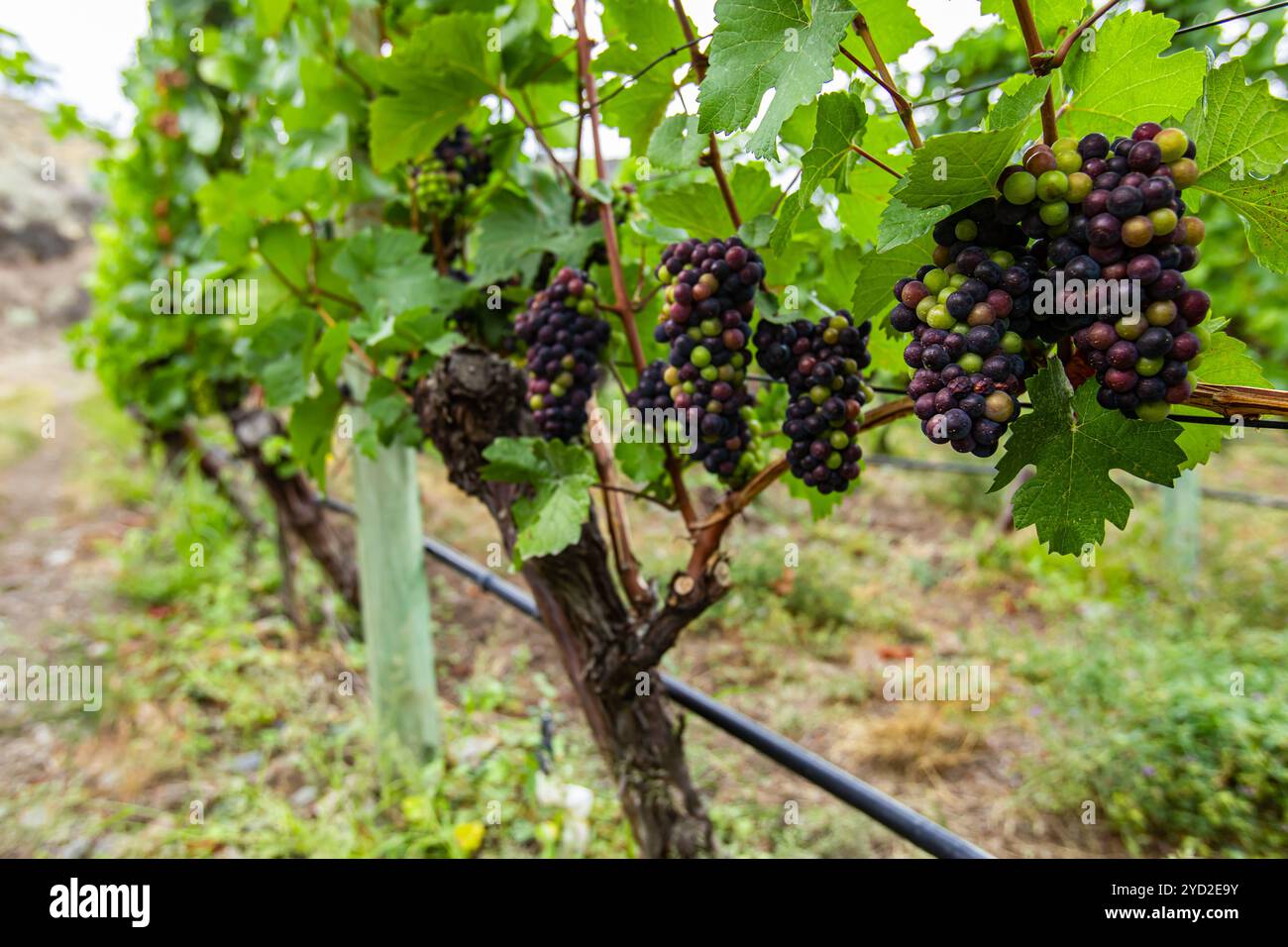 Close up of bunch of wine grapes hi-res stock photography and images ...