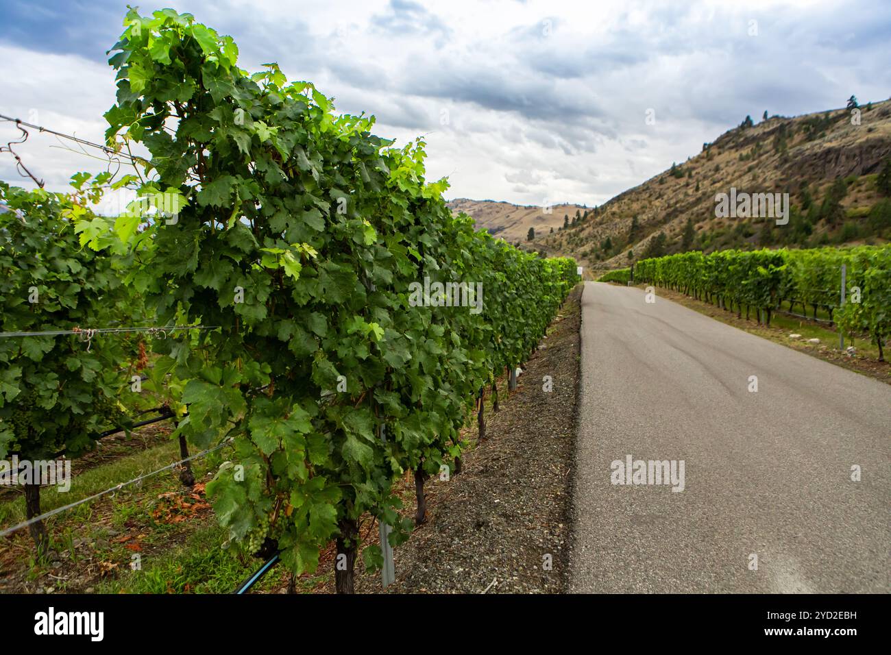 Vineyard vine grape line on asphalt road Stock Photo - Alamy