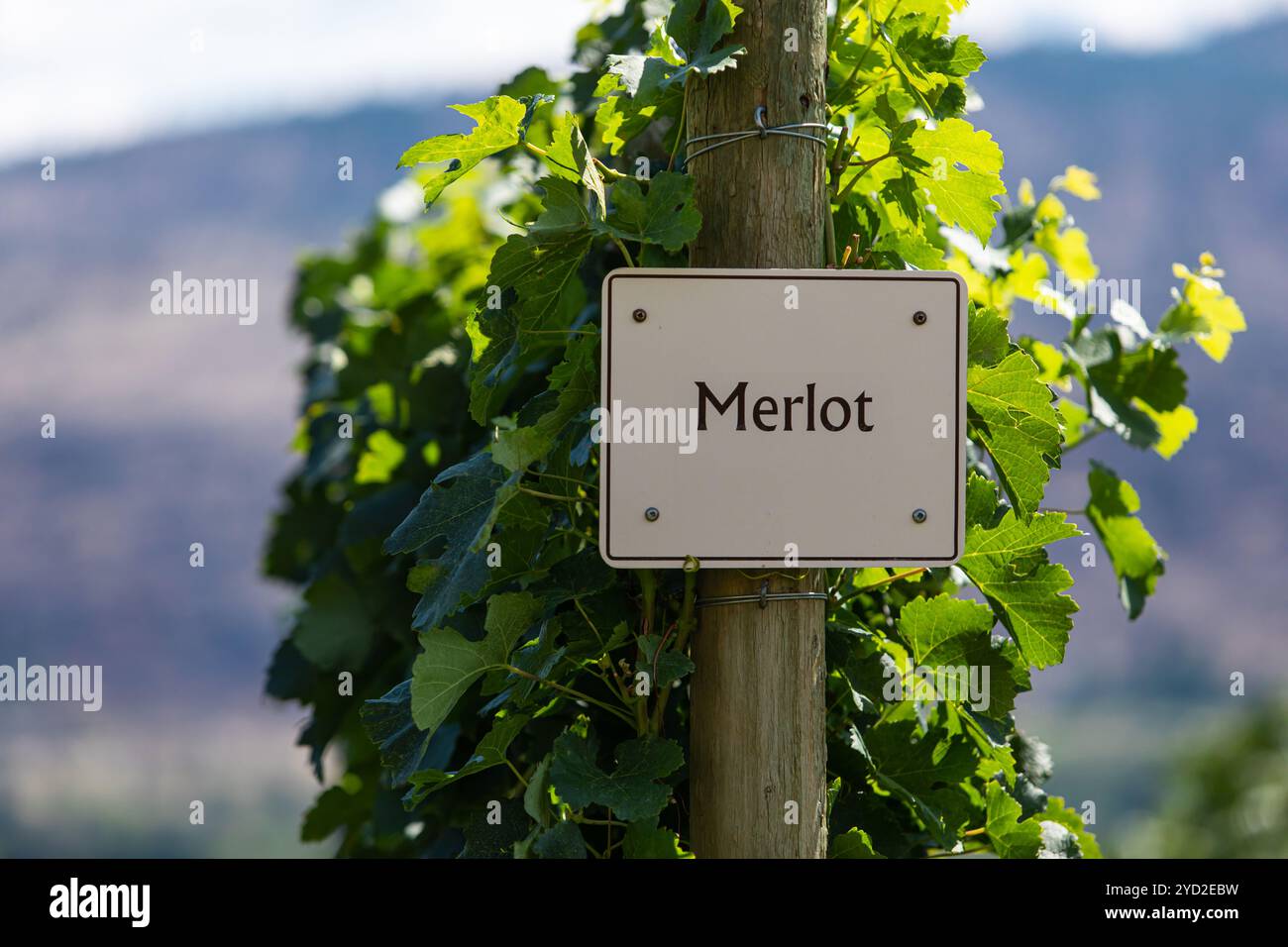 Vineyard wine grape variety sign Stock Photo - Alamy