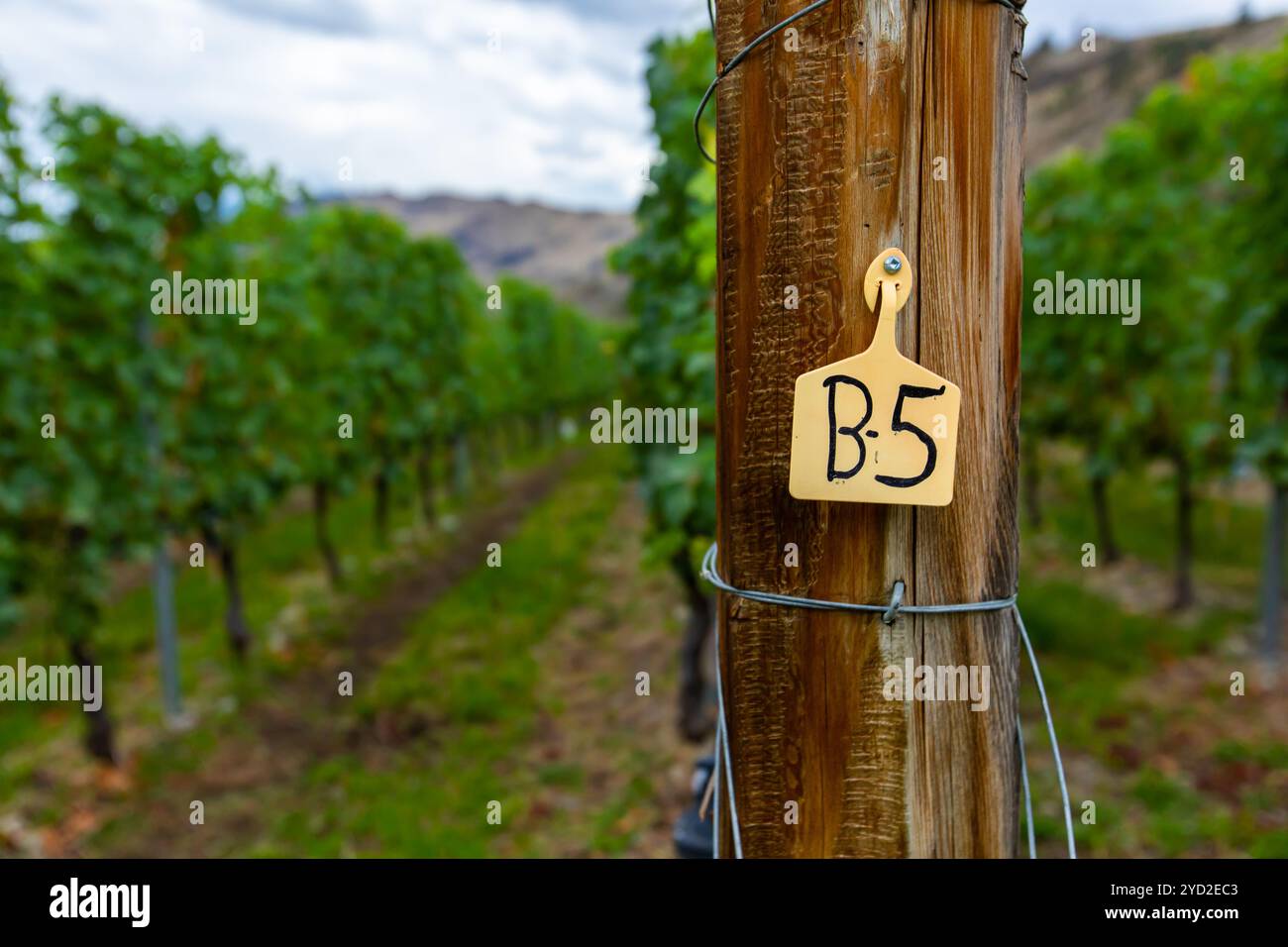 Grape vine pole hi-res stock photography and images - Alamy