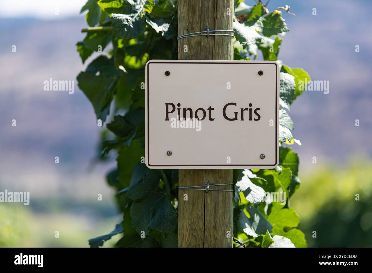 Vineyard wine grape variety sign Stock Photo - Alamy