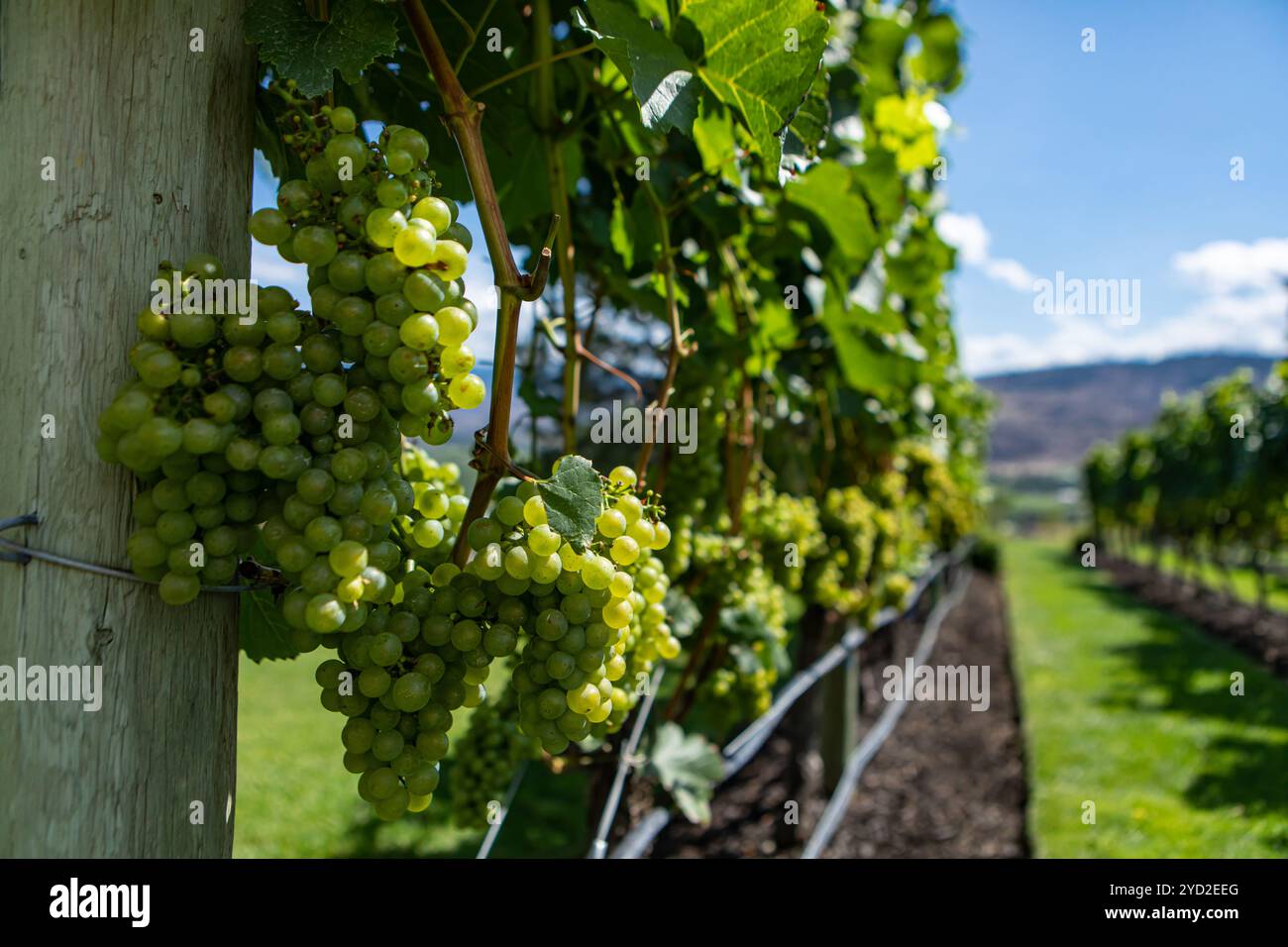 Ripe fruit grapes close hi-res stock photography and images - Alamy