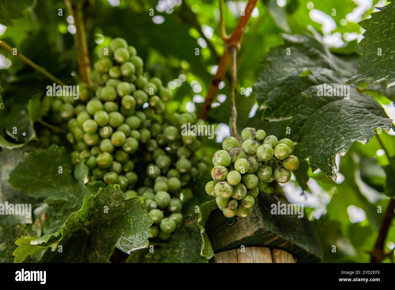 Close up unripe green hi-res stock photography and images - Alamy