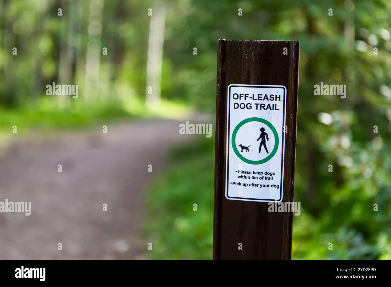 Dog friendly walking path in the woods Stock Photo - Alamy
