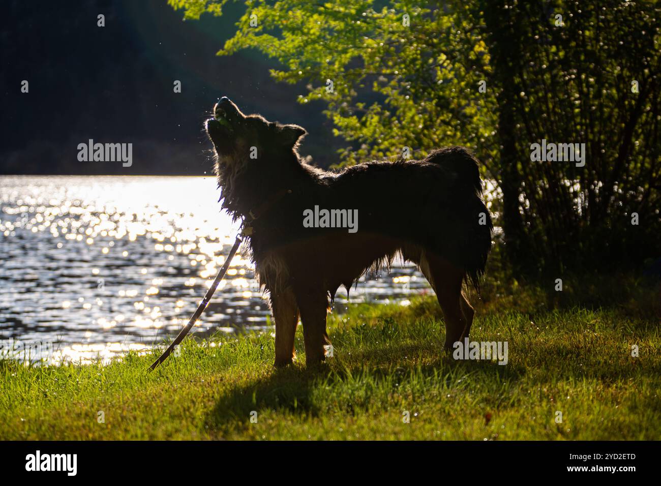 Dog howling and shaking water from the hair Stock Photo - Alamy