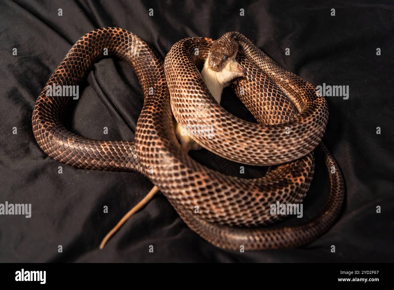 Pet Snake eats white rat in indoor studio Stock Photo - Alamy