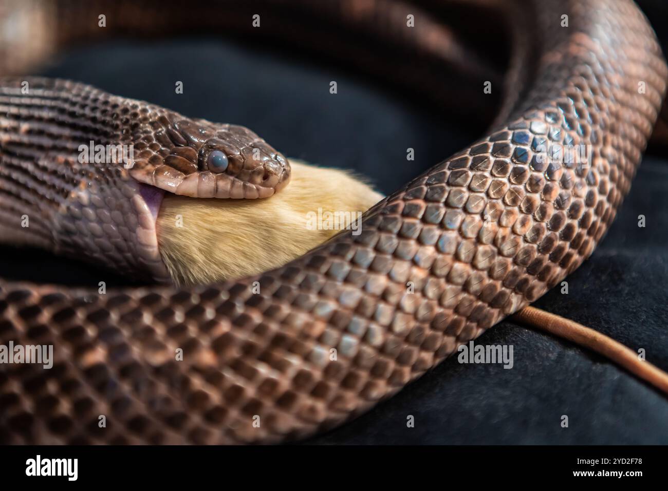 Pet Snake swallows white rat in indoor studio Stock Photo - Alamy