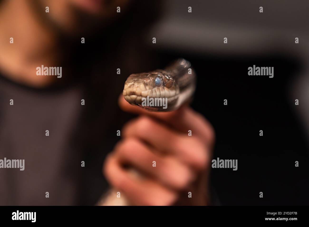Pet Snake held in indoor studio black backdrop Stock Photo - Alamy