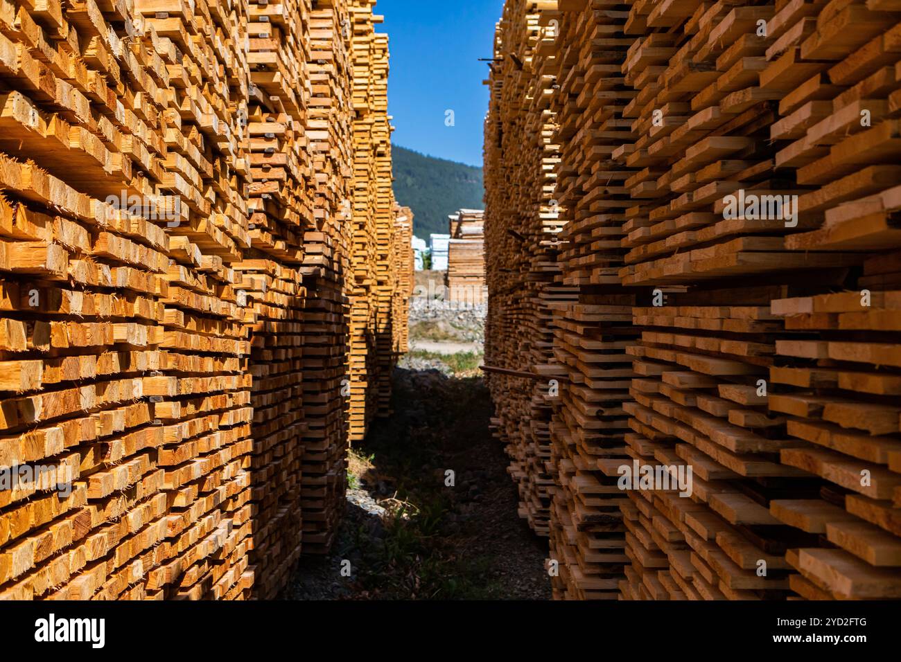 Wood planks stacked in sawmill yard Stock Photo - Alamy