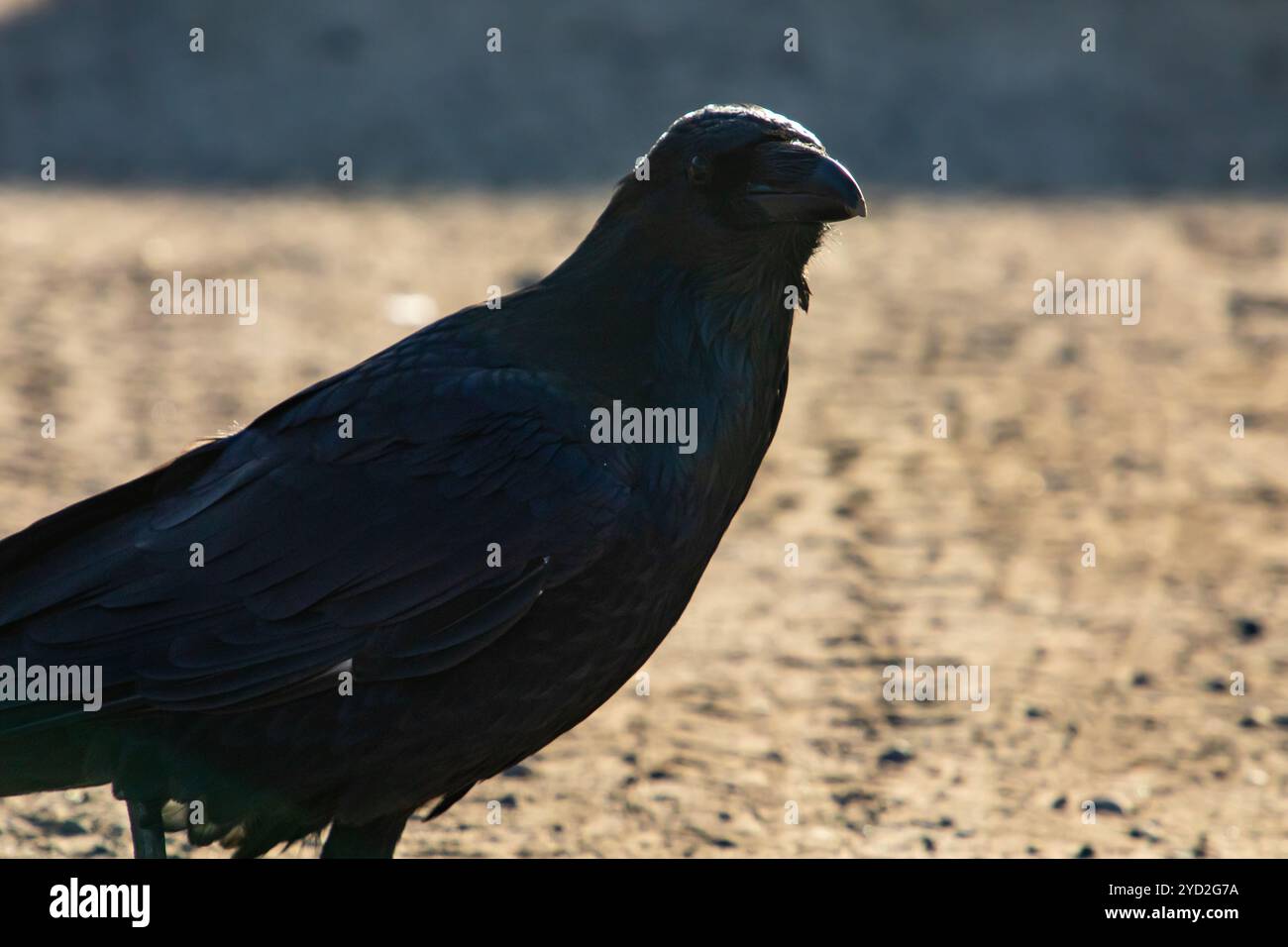 Close up raven crow walking hi-res stock photography and images - Alamy