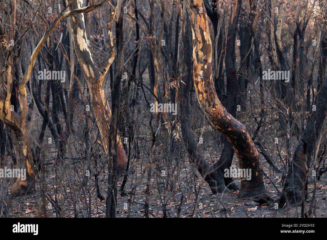 Australian bush fires burnt landscape of trees Stock Photo - Alamy