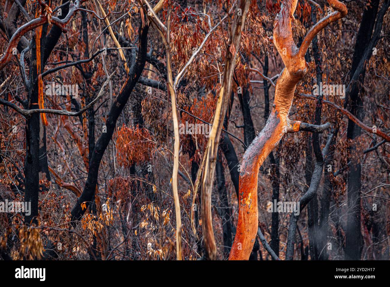 Burnt and charred bush land in Australia after bush fires Stock Photo ...