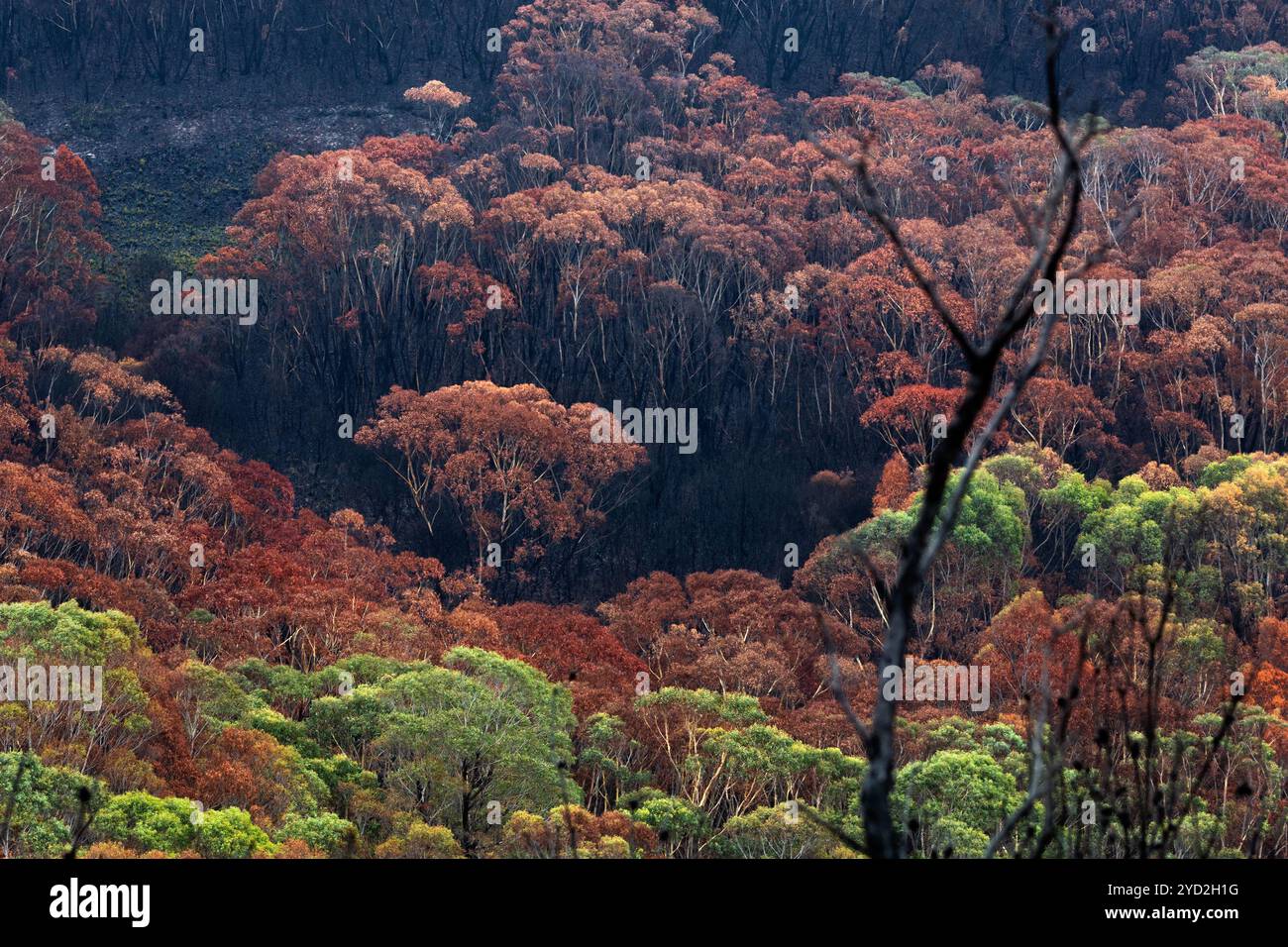 Burnt bush land after summer fires in Australia Stock Photo - Alamy