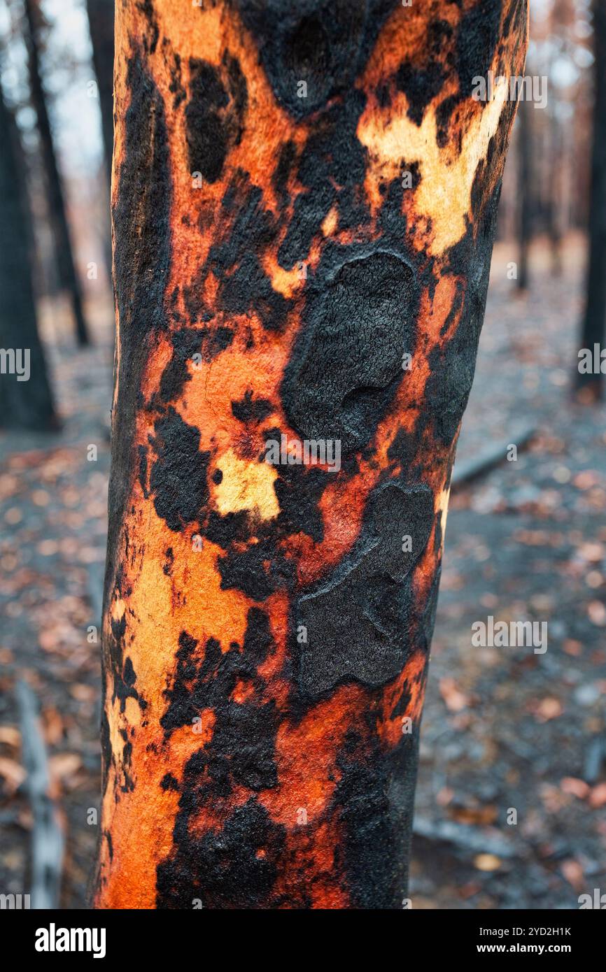 Tree with charred burnt patterns on its trunk after bushfires Stock ...