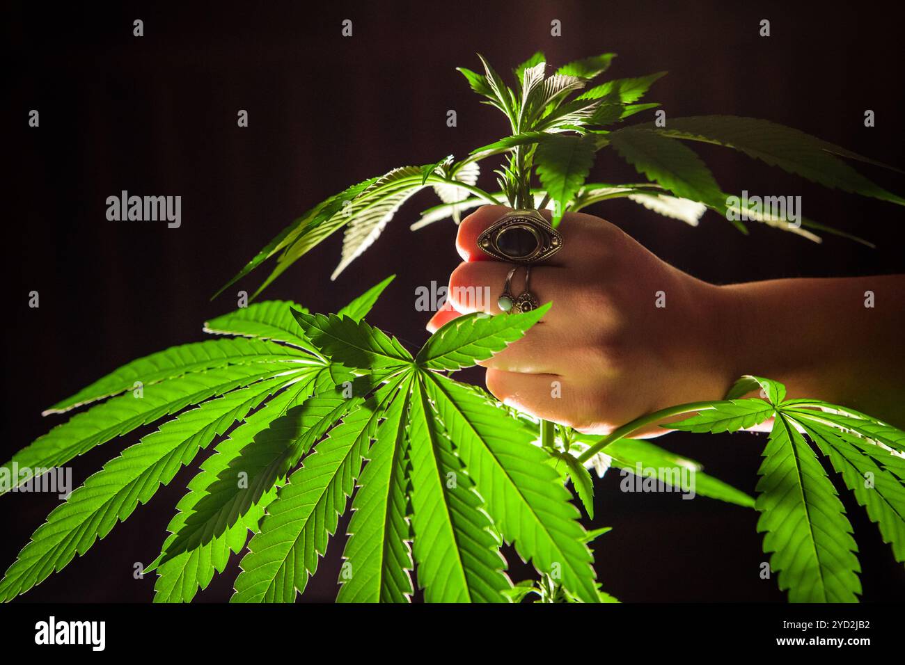 Backlit studio shoot with cannabis plant leaves Stock Photo - Alamy