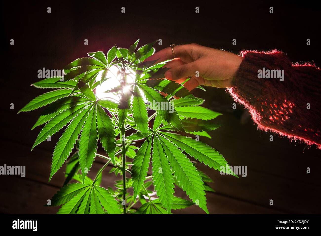Backlit studio shoot with cannabis plant leaves Stock Photo - Alamy