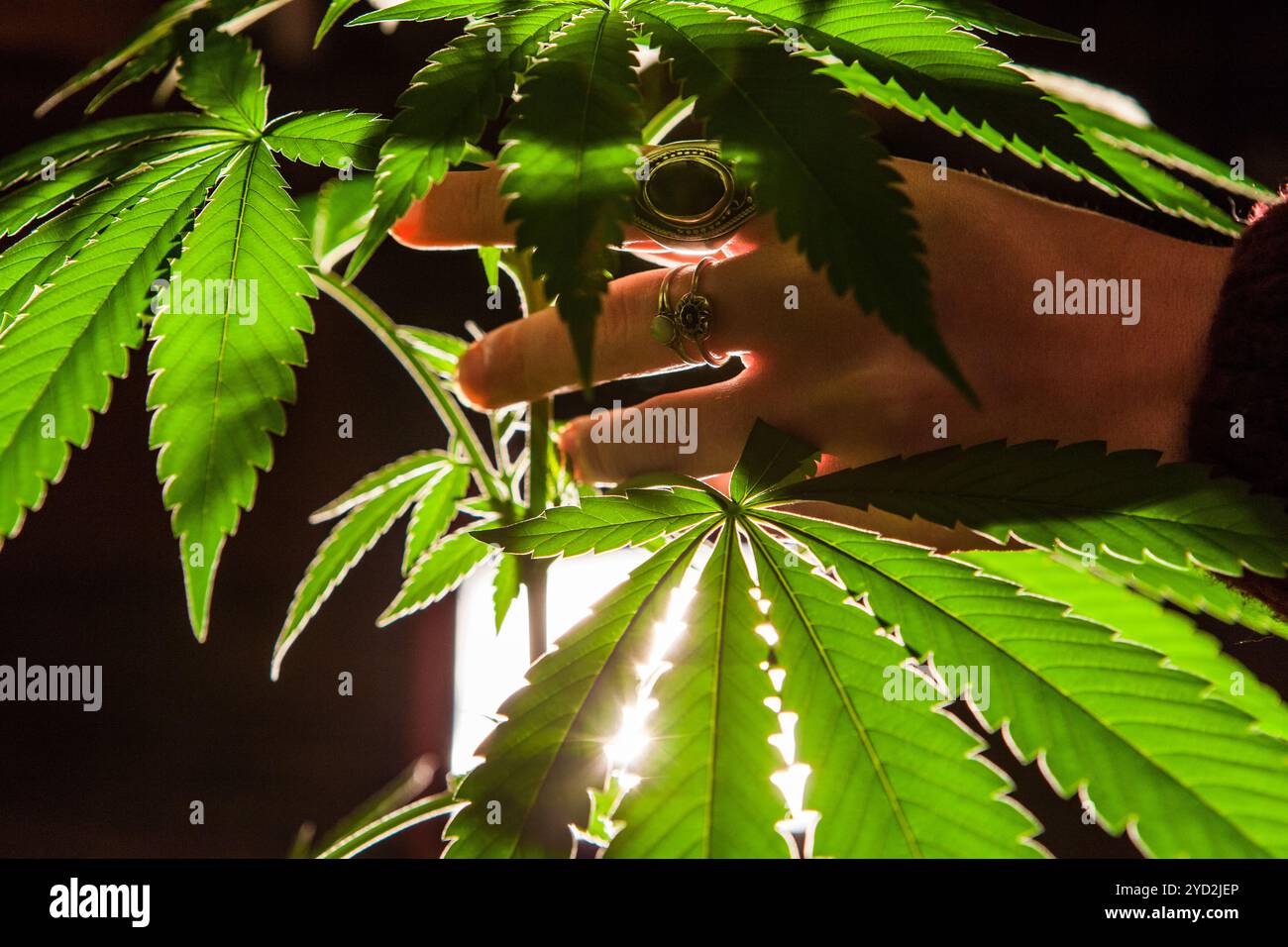 Backlit studio shoot with cannabis plant leaves Stock Photo - Alamy
